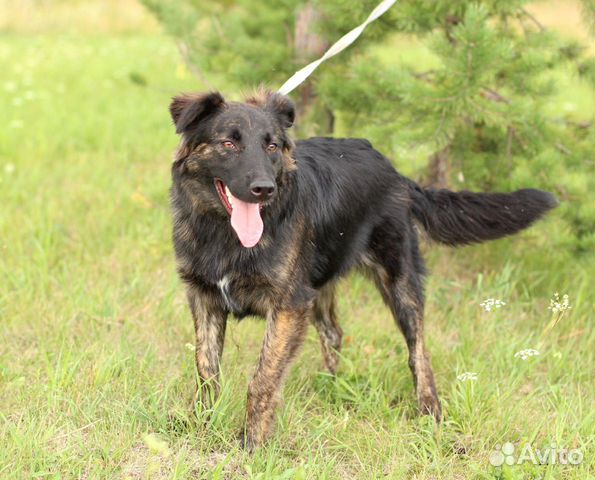 Нежная девочка Пуша ищет дом и любящего хозяина