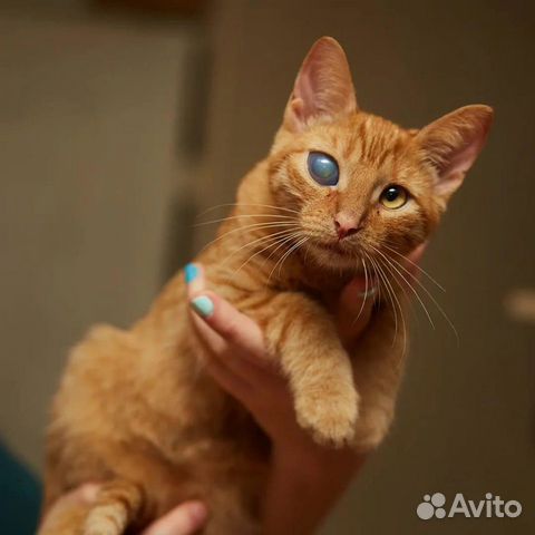 Котенок Марк ищет дом