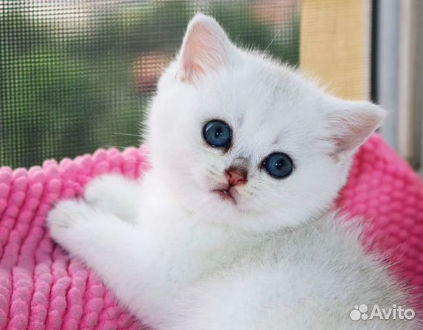 Котята серебристые британские шиншиллы