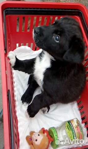 Щенок от малорослой собаки в добрые руки