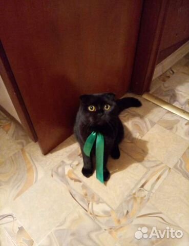 Британские котята