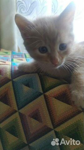 Рыжее счастье в дом)