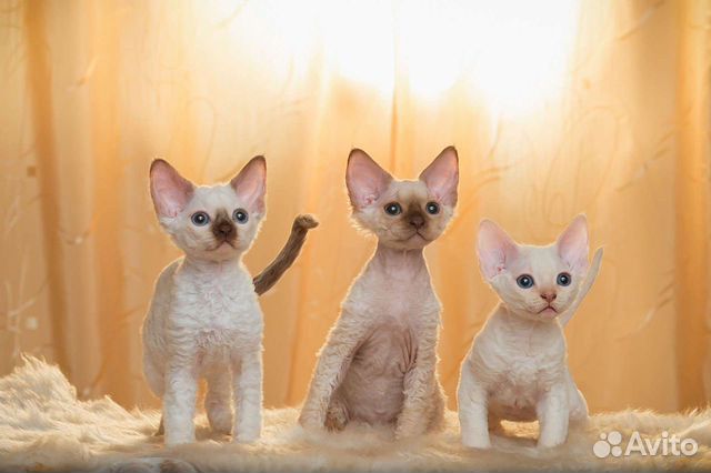 Котята девон-рекс