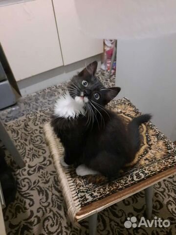 Котята в добрые руки бесплатно