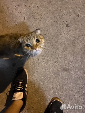 Вислоухая кошка в добрые руки