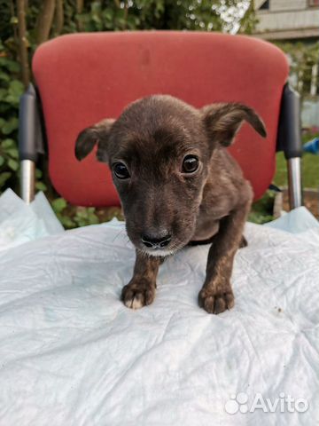 Щенок - Девочка 2 м. в заботливые руки