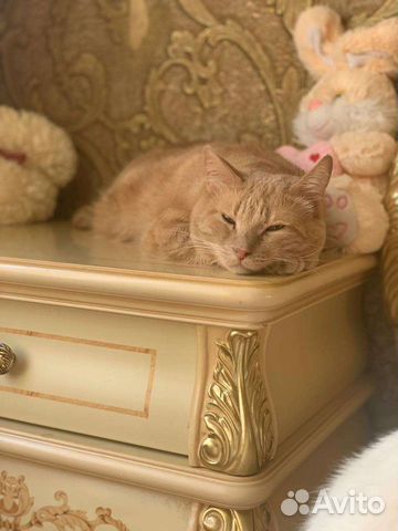 Котик в добрые руки