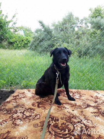 Собака бесплатно в добрые руки