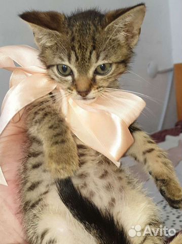 Котенок Лукерья