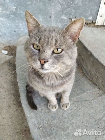 Котик Томас в добрые руки метис британца