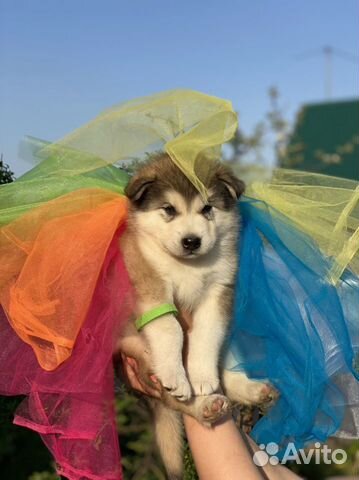 Аляскинский маламут