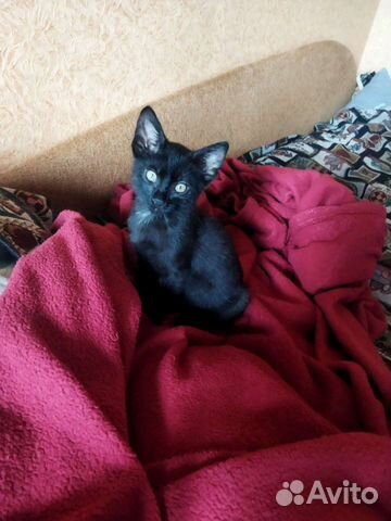 Котята породистые