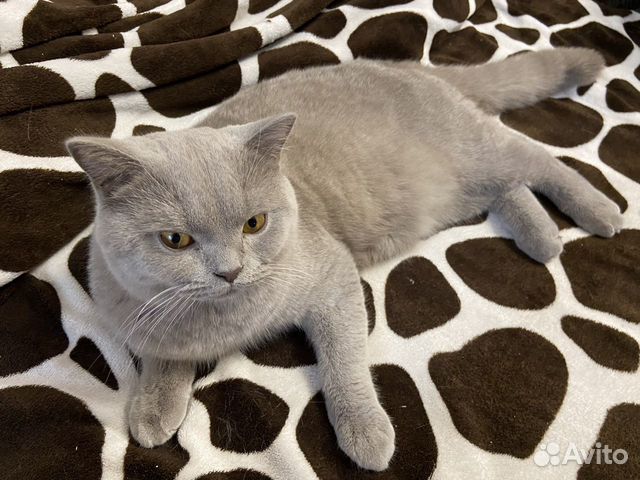 Британский лиловый кот ищет кошечку
