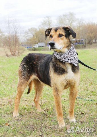 Очень умная собака бесплатно