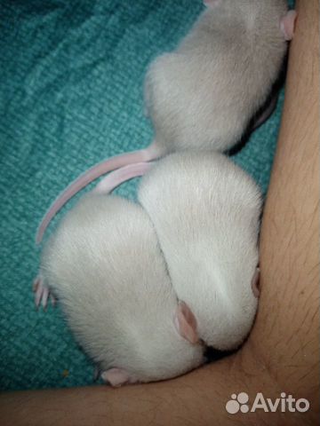 Крыса дамбо бесплатно