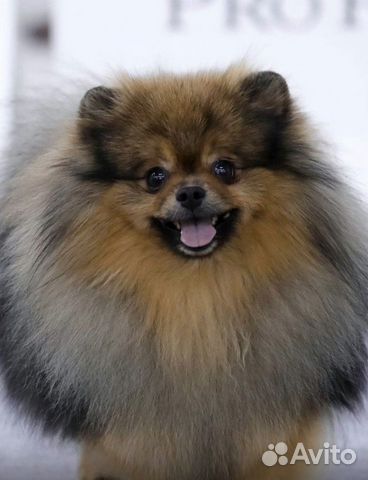 Немецкий шпиц вязка