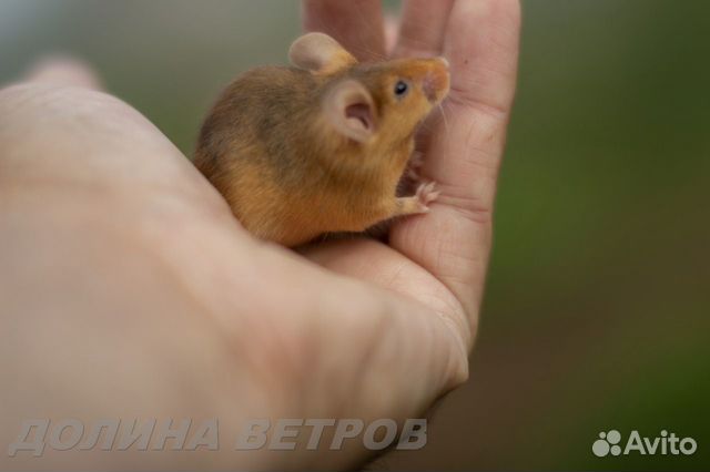 Мышка соболь сатиновая девочка