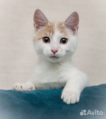 Котенок Кремка (5 мес) очень ласковый и нежный мал