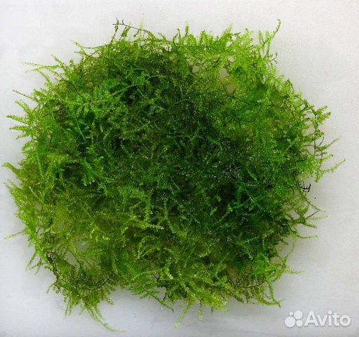 Мох южная америка