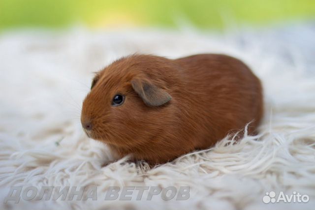 Морская свинка селф, золотая, девочка