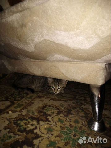 Отдадим котенка