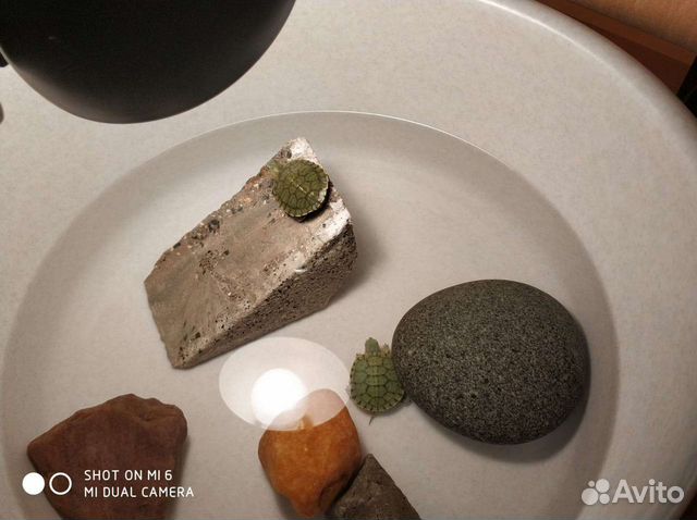 Черепашки бесплатно