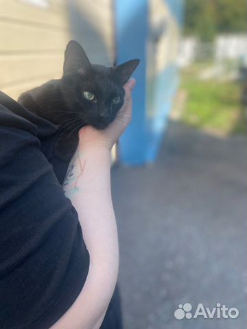 Кошка Черничка ищет дом