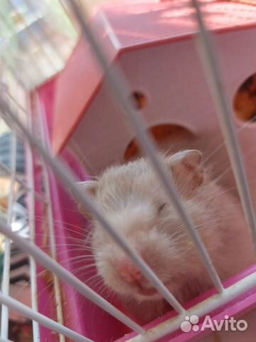 Продам сирийского хомячка девочку