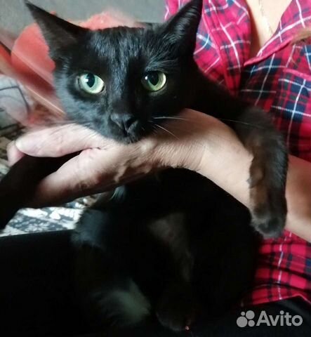 Кошка в поисках хозяина