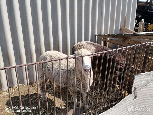 Овцы бараны