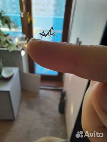 Богомол нимфа 1