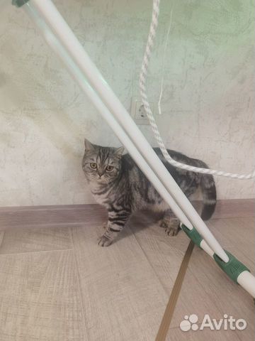 Отдам в добрые руки породистую кошечку
