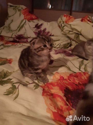 Шотландская вислоухая кошка