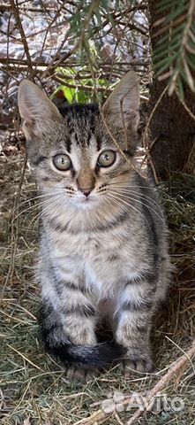 Серый котенок