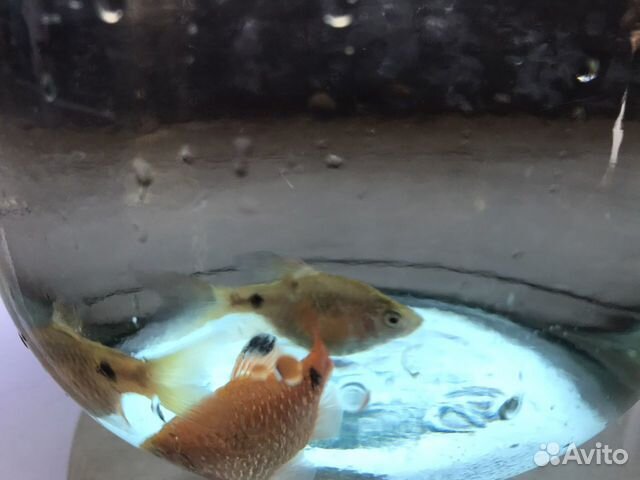 Барбус огненый