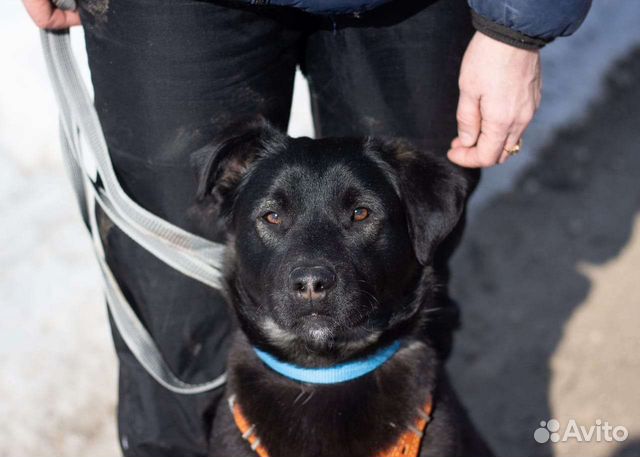 Жук ищет дом