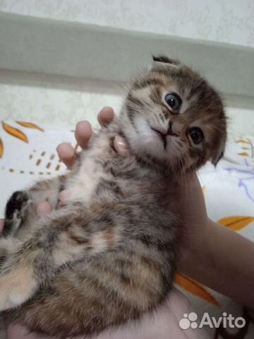 Шотландская вислоухая кошка бесплатно
