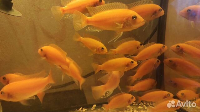 Рыбки красная зебра