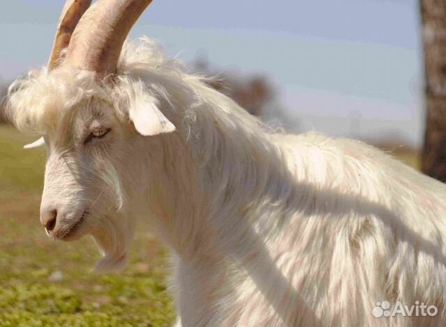 Козёл и козленок