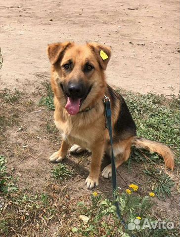 Молодой пёс в добрые руки, 1 год