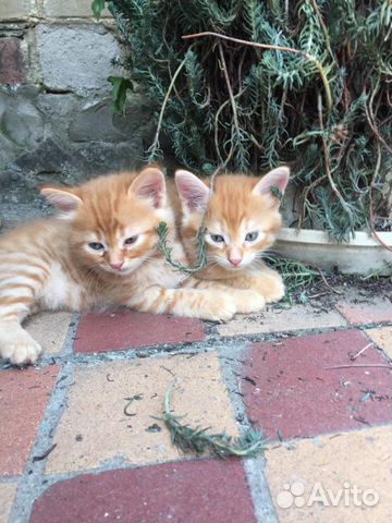 Котики бесплатно в добрые руки