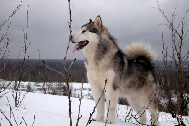 Аляскинский маламут Бесплатно