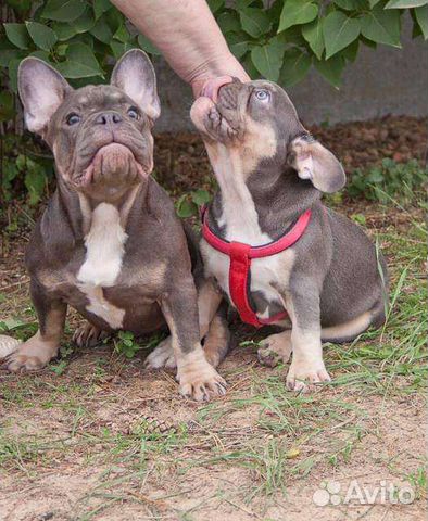 Сладкая парочка