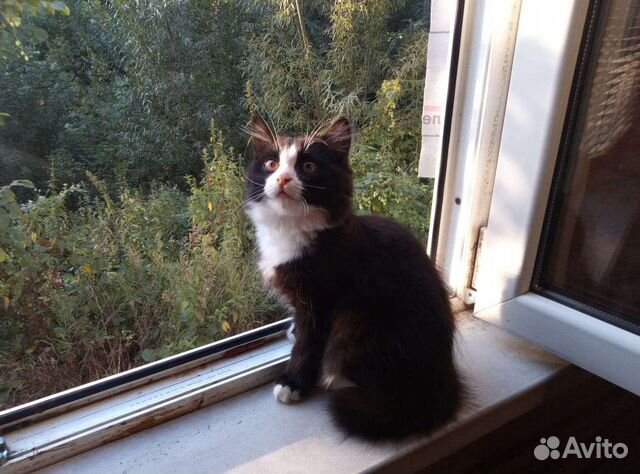 Котенок курильский бобтейл