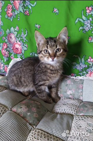 Котенок с ладошку (девочка 1,5 мес)