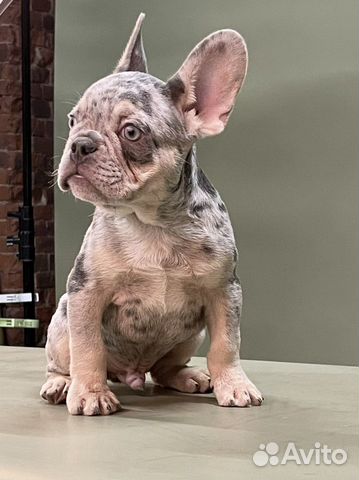 Французский бульдог