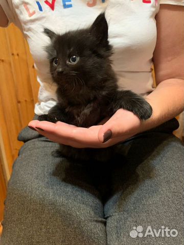 Черный, рыжий, серый котенок