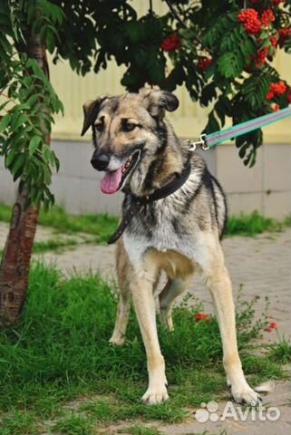 Собака в добрые руки