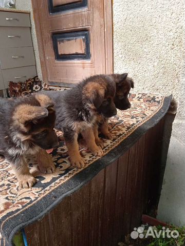 Щенки немецкой овчарки с документами