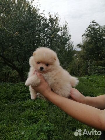 Минишпиц девочка